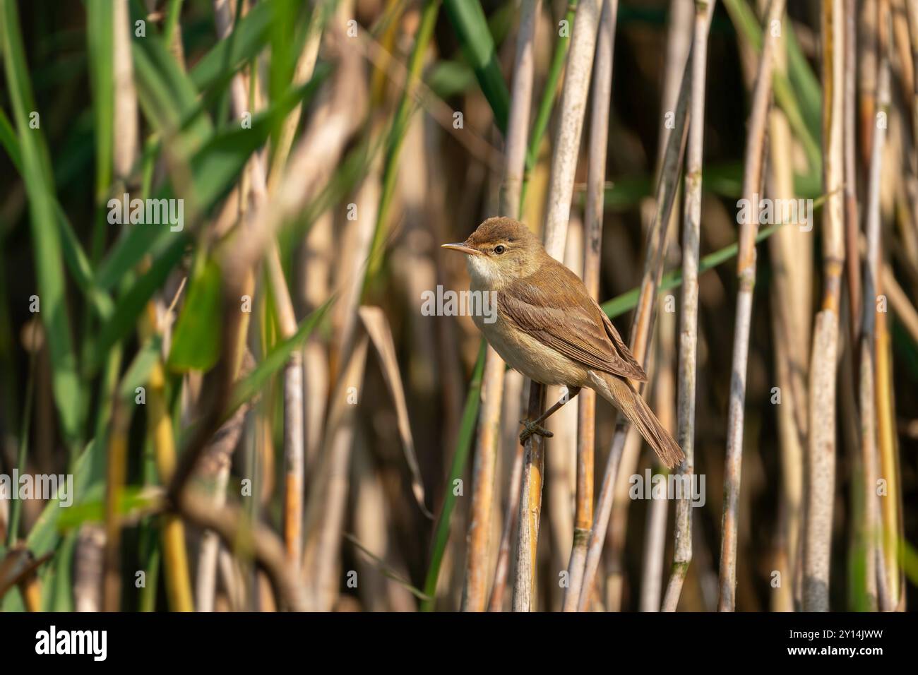 common reed warbler, Acrocephalus scirpaceus Stock Photo - Alamy