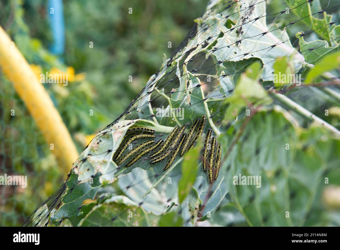 Failling to protect brassica plants from the cabbage white butterfly by ...