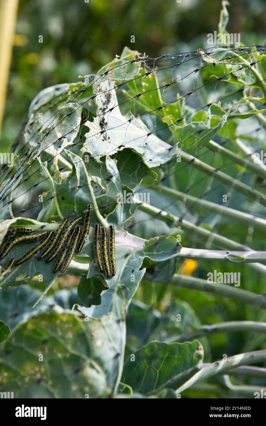 Failling to protect brassica plants from the cabbage white butterfly by ...