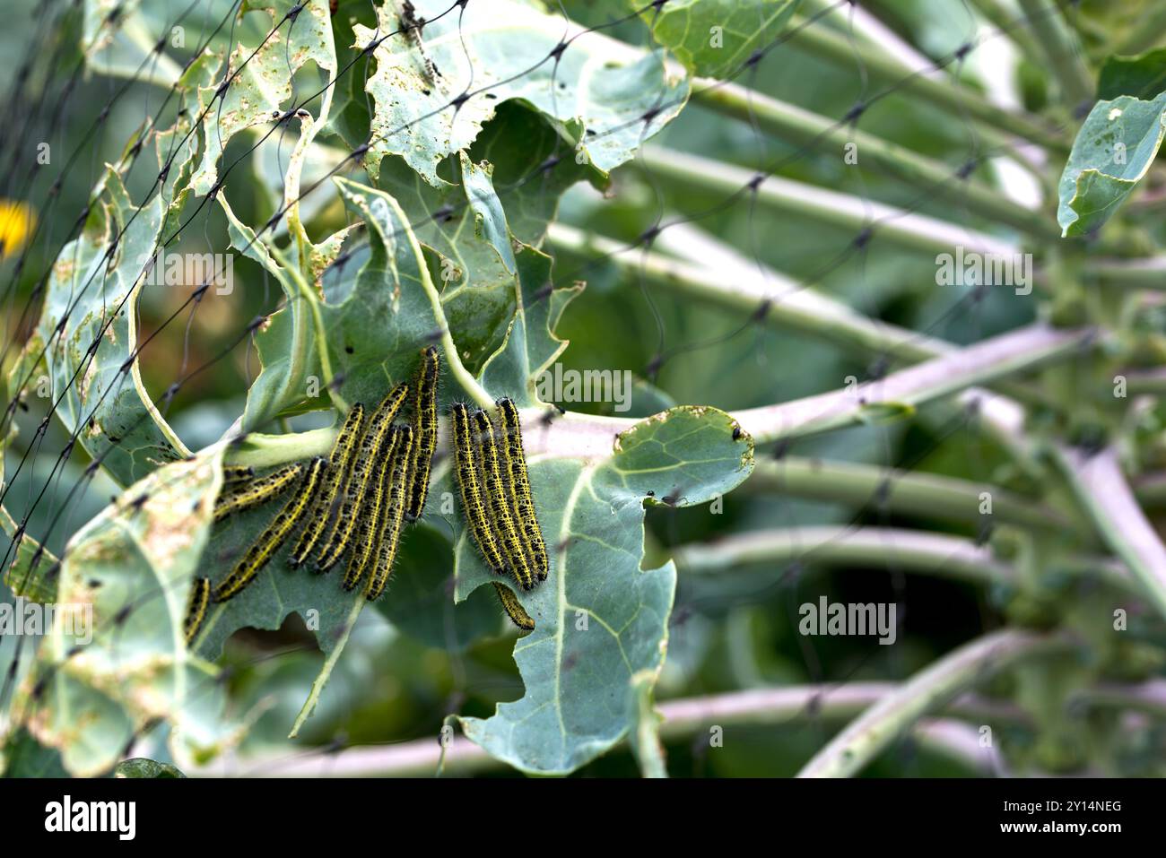 Failling to protect brassica plants from the cabbage white butterfly by ...