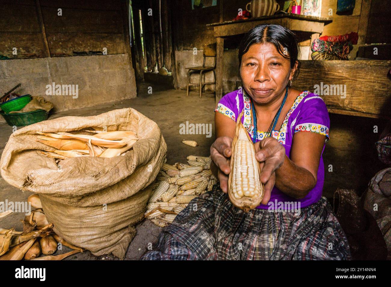 Quiché woman drying corn cobs. , Sanuch village, Lancetillo, La ...