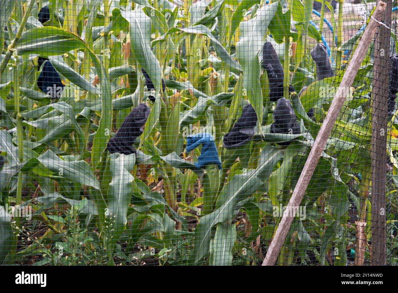 Experiment, sweet corn plans beeing protected from animal pests such as ...