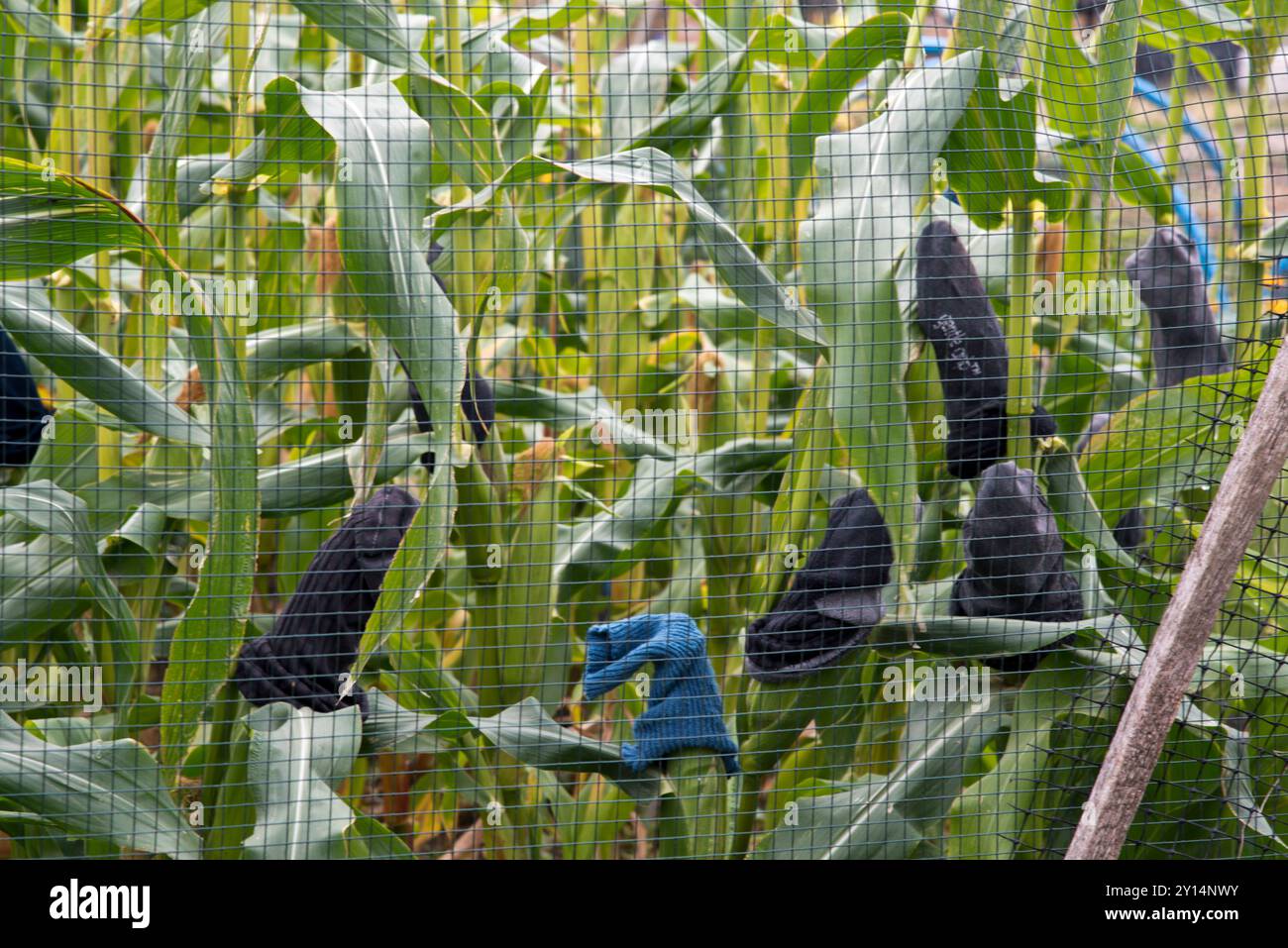 Experiment, sweet corn plans beeing protected from animal pests such as ...