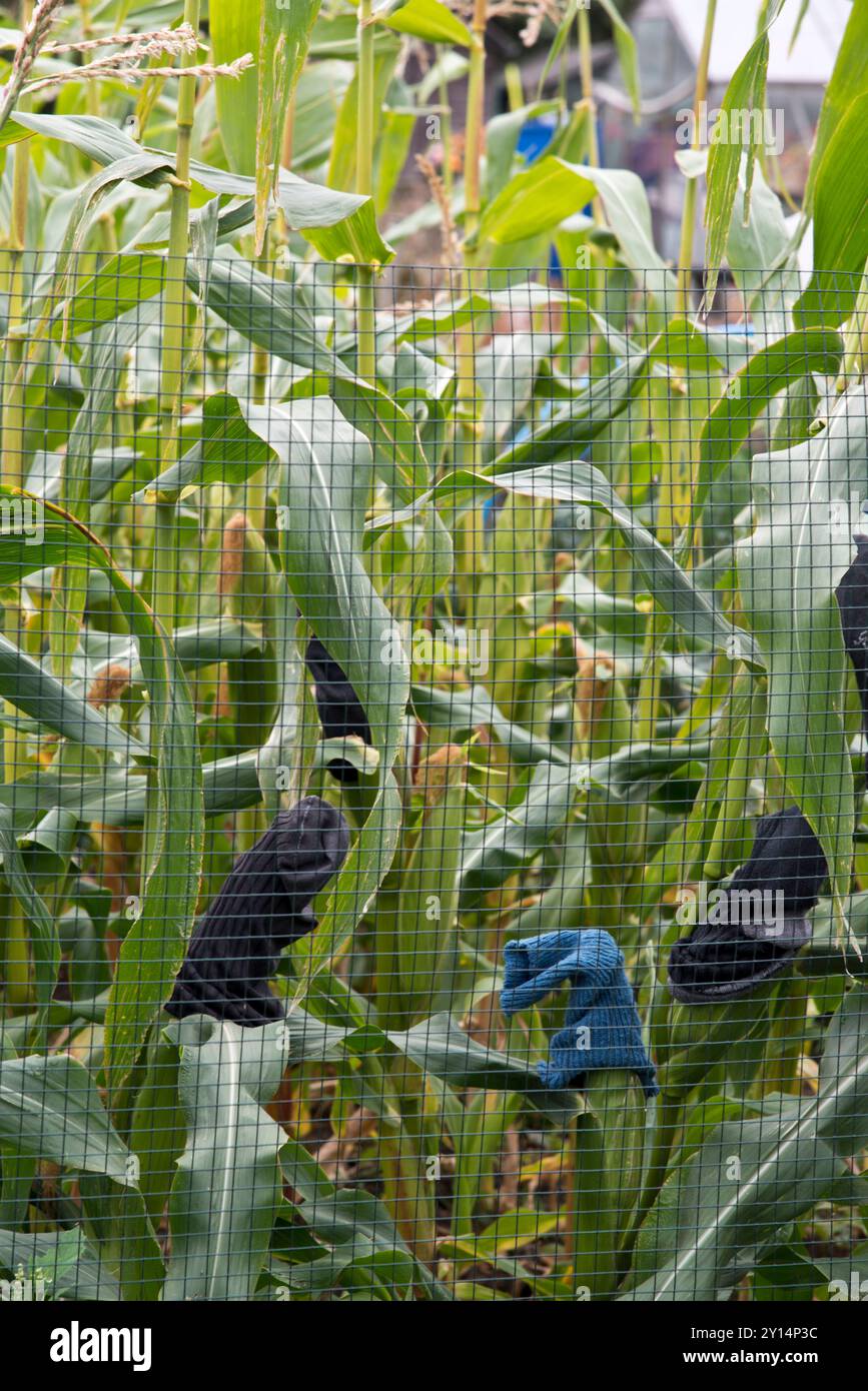 Experiment, sweet corn plans beeing protected from animal pests such as ...