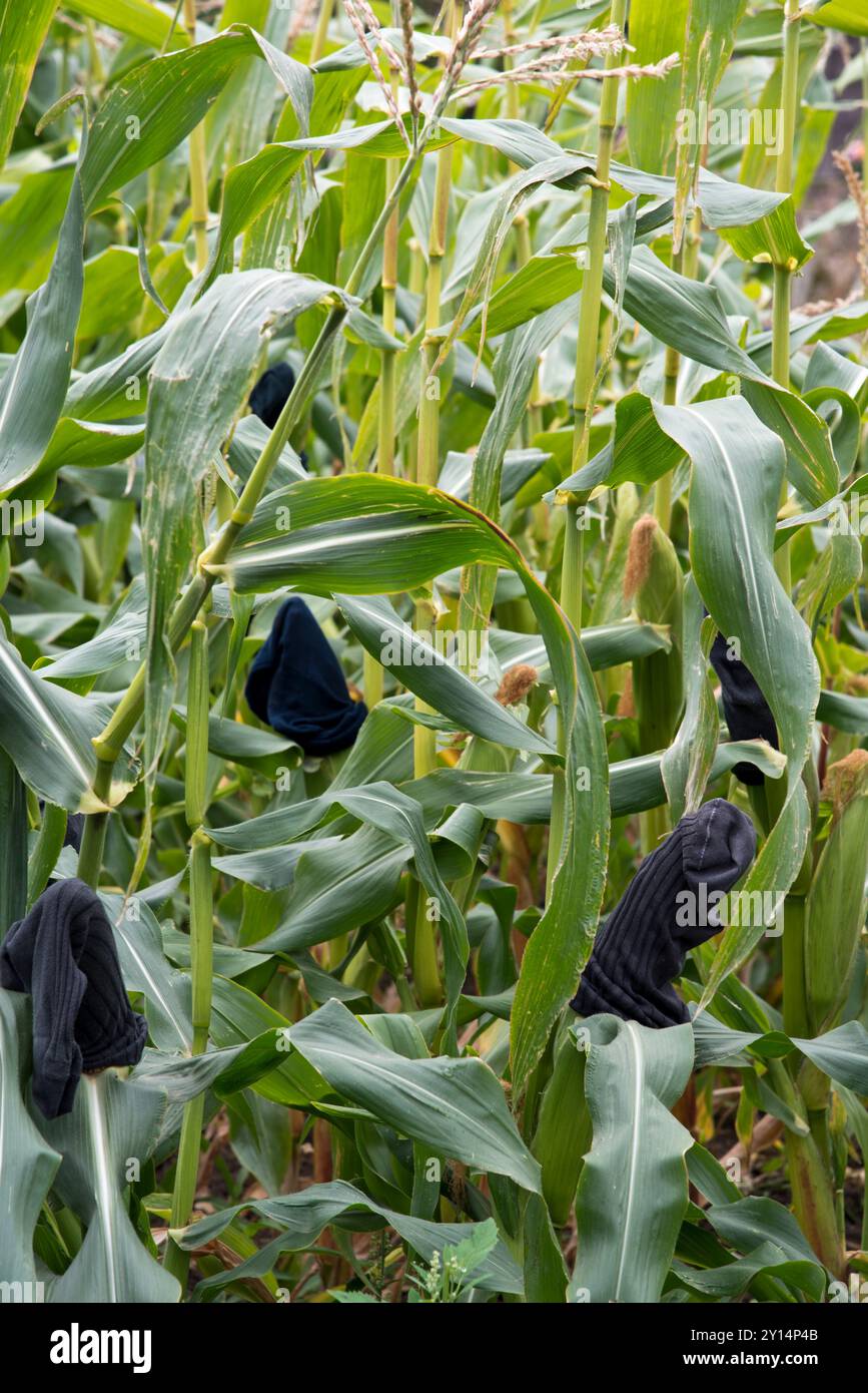 Experiment, sweet corn plans beeing protected from animal pests such as ...