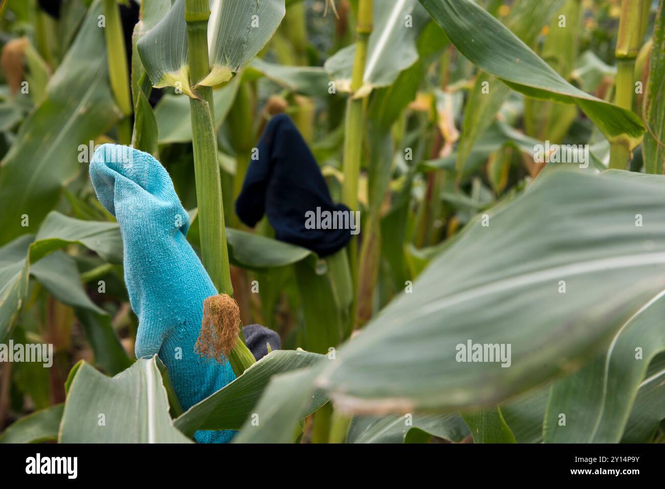 Experiment, sweet corn plans beeing protected from animal pests such as ...