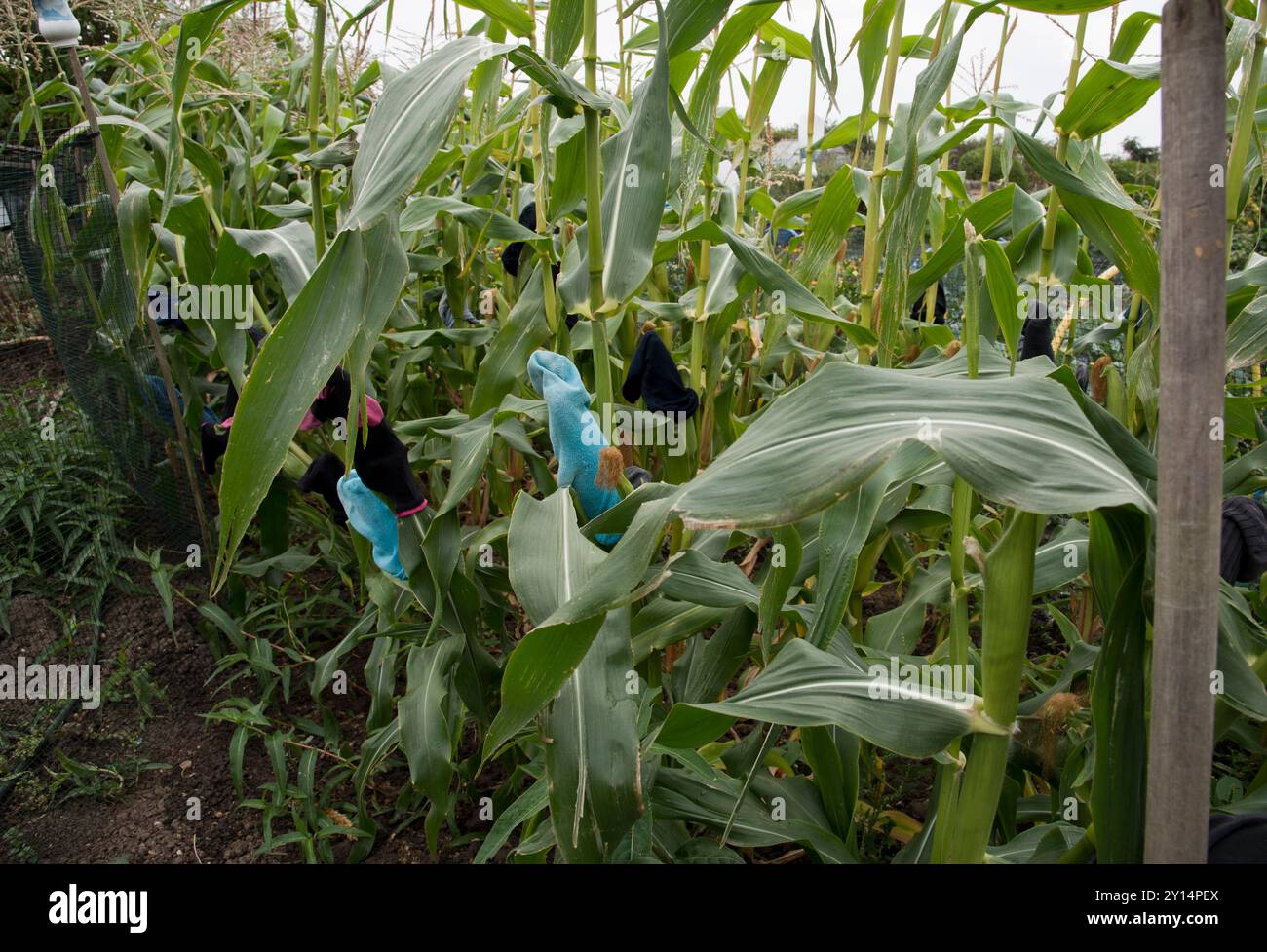 Experiment, sweet corn plans beeing protected from animal pests such as ...