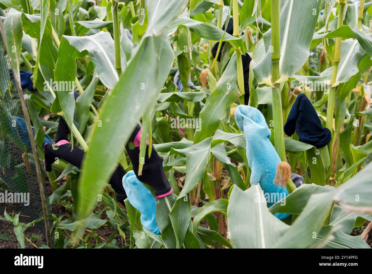 Experiment, sweet corn plans beeing protected from animal pests such as ...