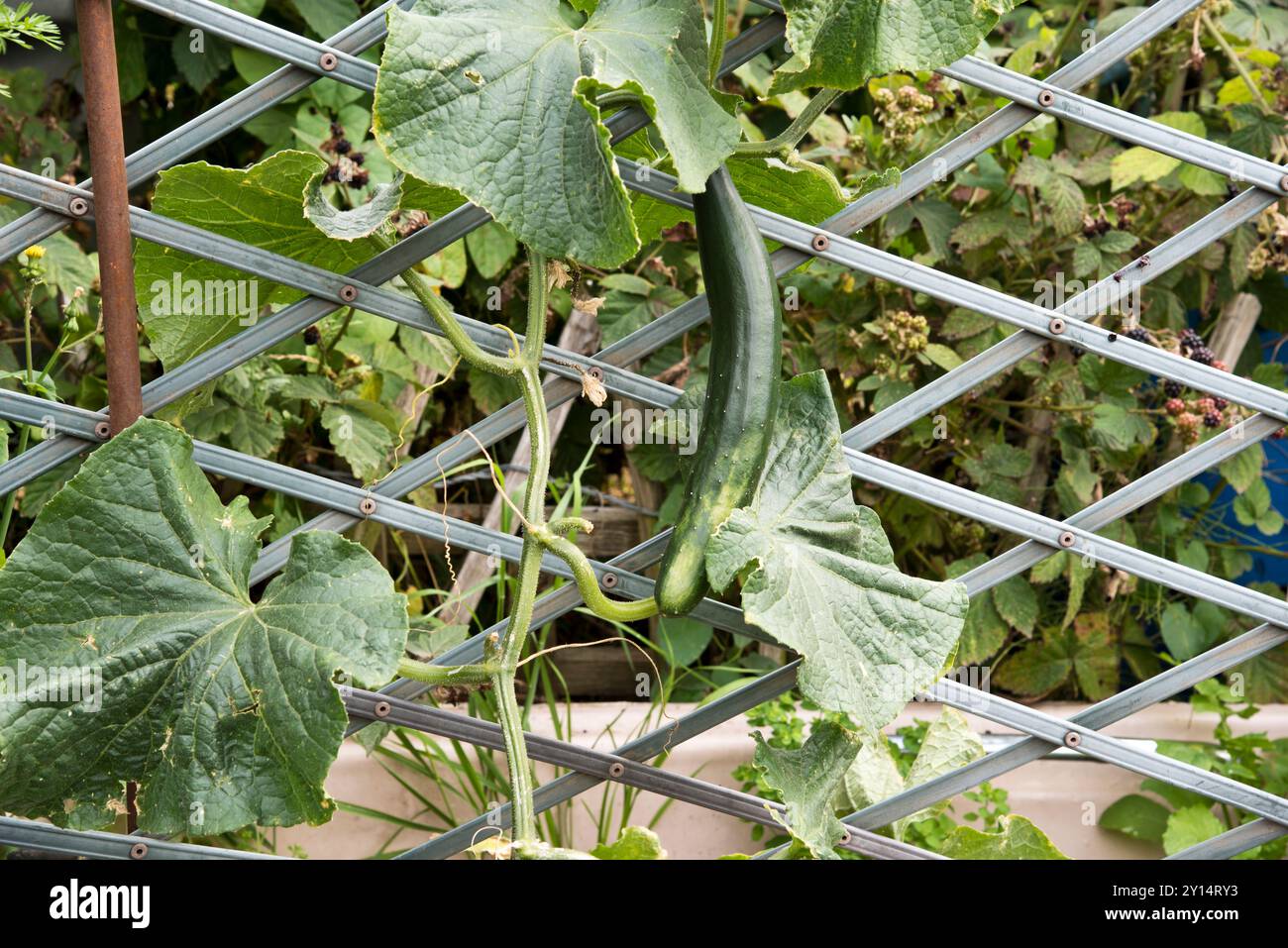 Cucumber plant supported on a plastic trellis Stock Photo - Alamy