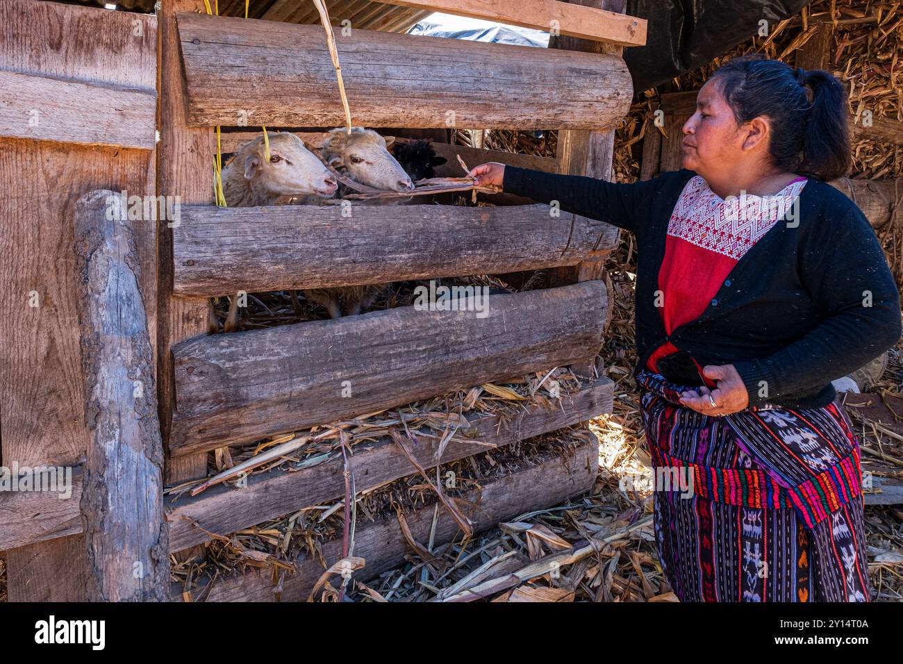 Lamb farm, microcredit funded project, Yacon, San Sebastian Lemoa ...