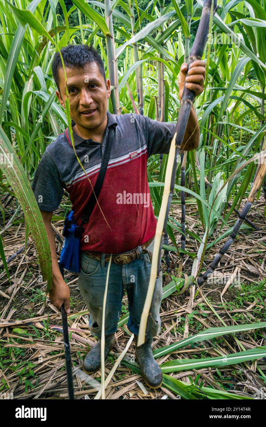 farmer in a sugar cane field, Saccharum officinarum, Los Cerritos ...
