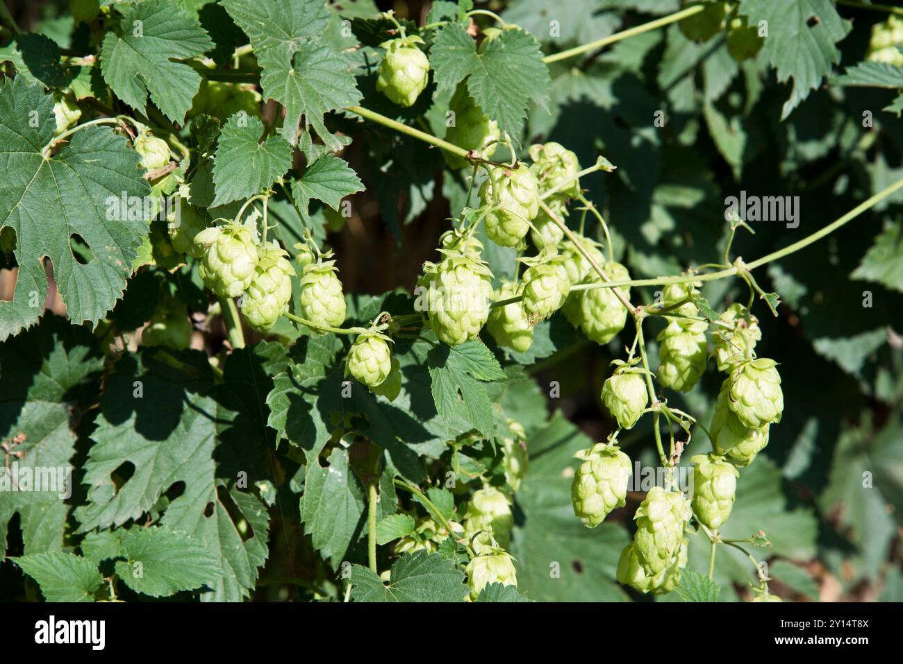 Hop plant hi-res stock photography and images - Alamy