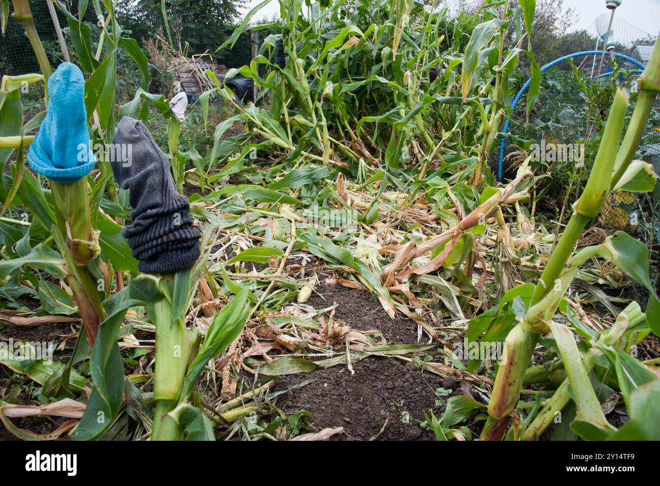 Damage to sweet corn crop caused by vermin Stock Photo - Alamy