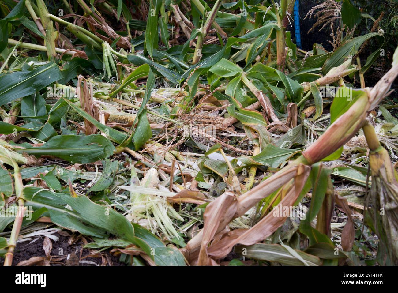 Vermin control hi-res stock photography and images - Alamy