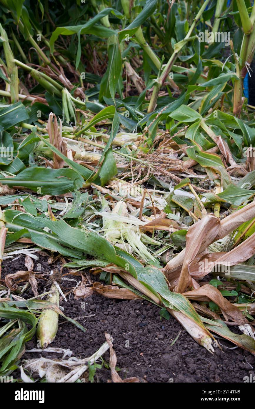 Damage to sweet corn crop caused by vermin Stock Photo - Alamy