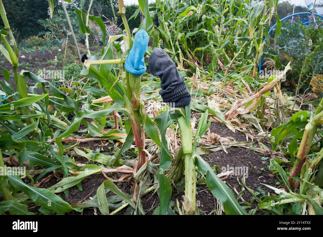 Damage to sweet corn crop caused by vermin Stock Photo - Alamy