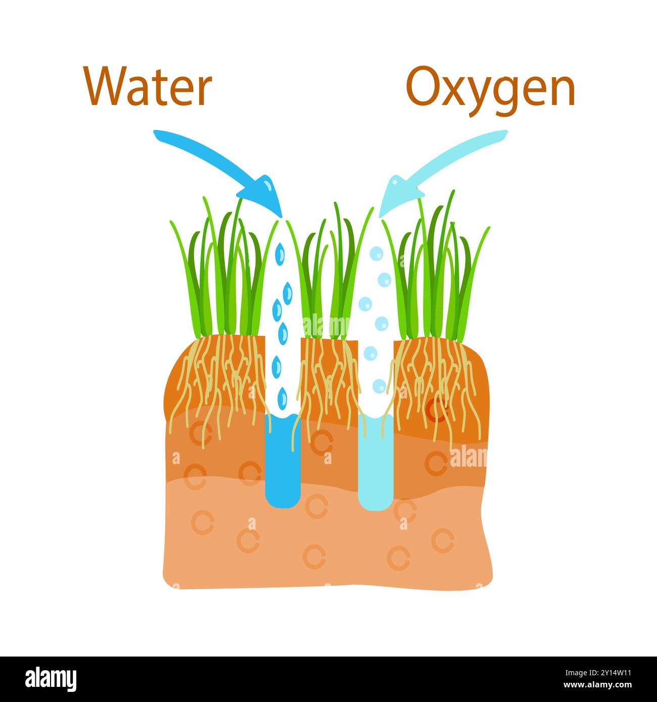 Lawn aeration.Lawn aeration stage.Water, oxygen, air, nutrients and ...