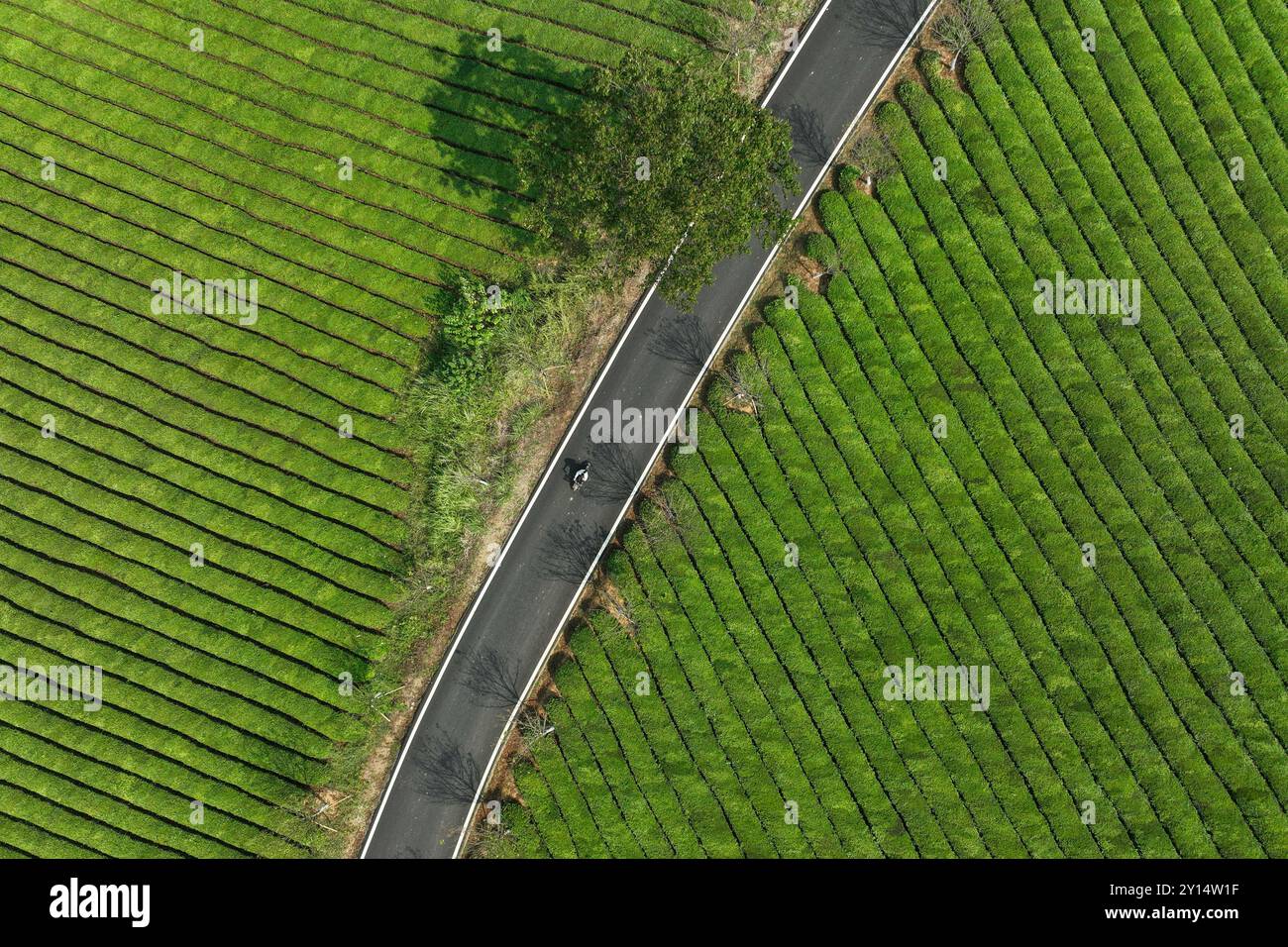 Meitan china hi-res stock photography and images - Alamy