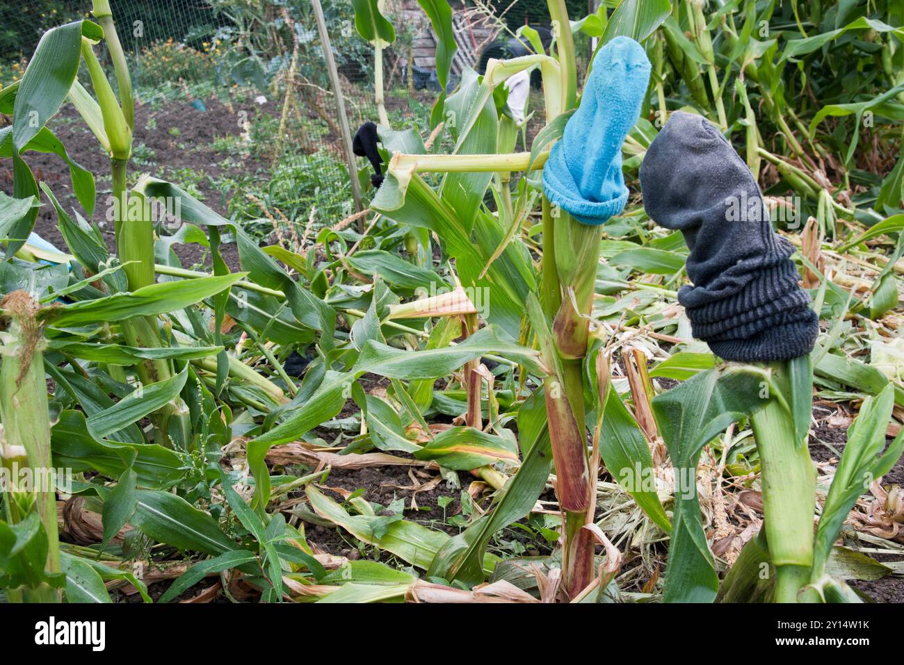 Damage to sweet corn crop caused by vermin Stock Photo - Alamy