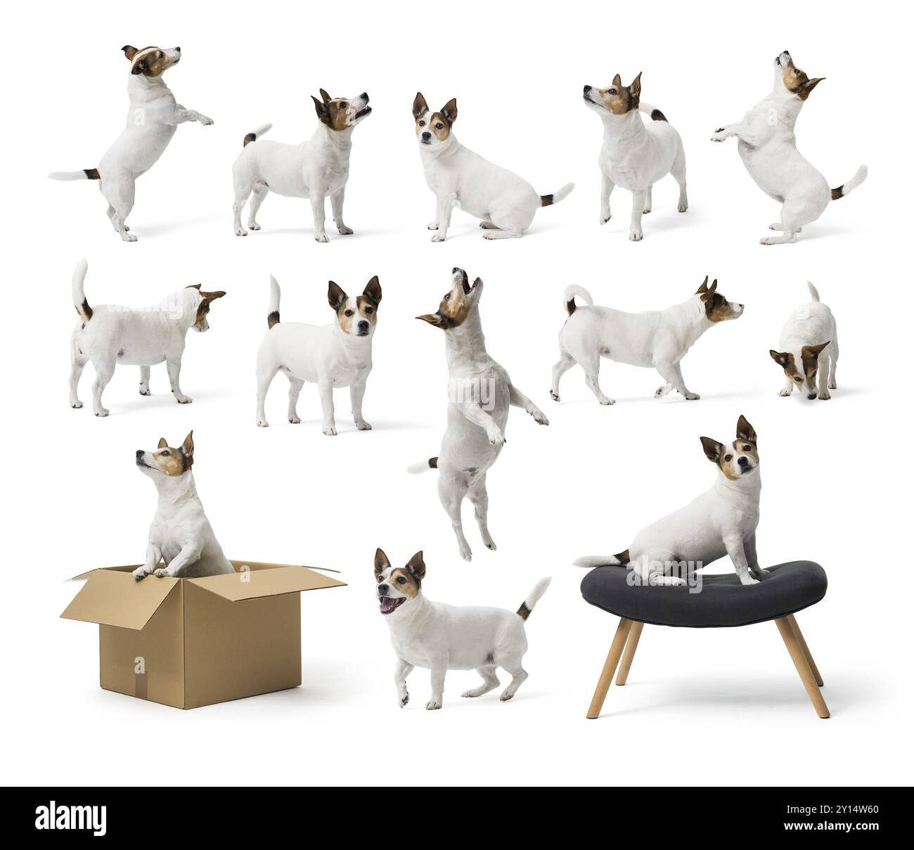 Collage with photos of Jack Russell terrier in different poses, cute ...