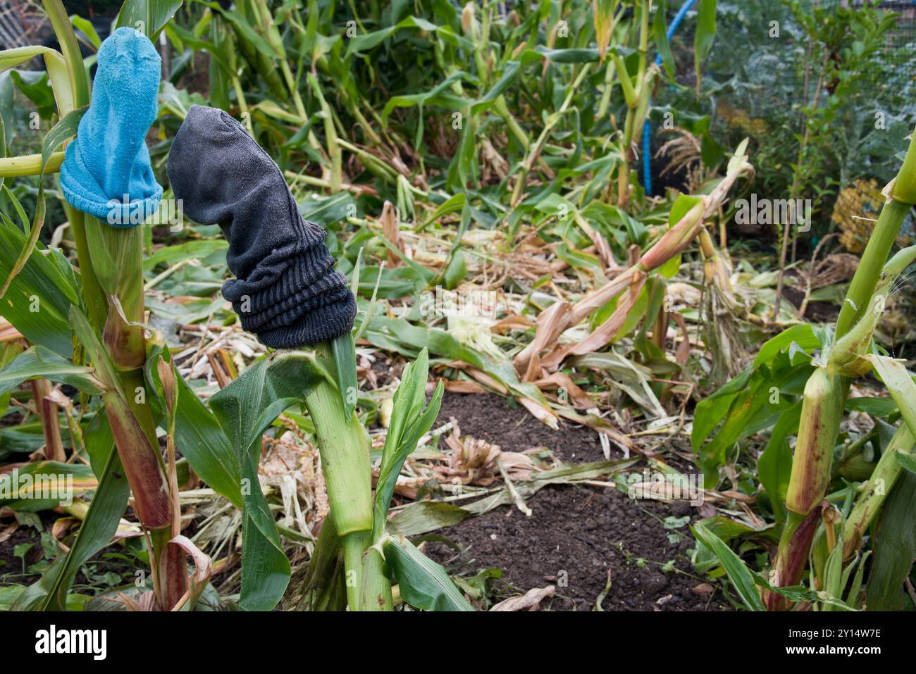 Damage to sweet corn crop caused by vermin Stock Photo - Alamy