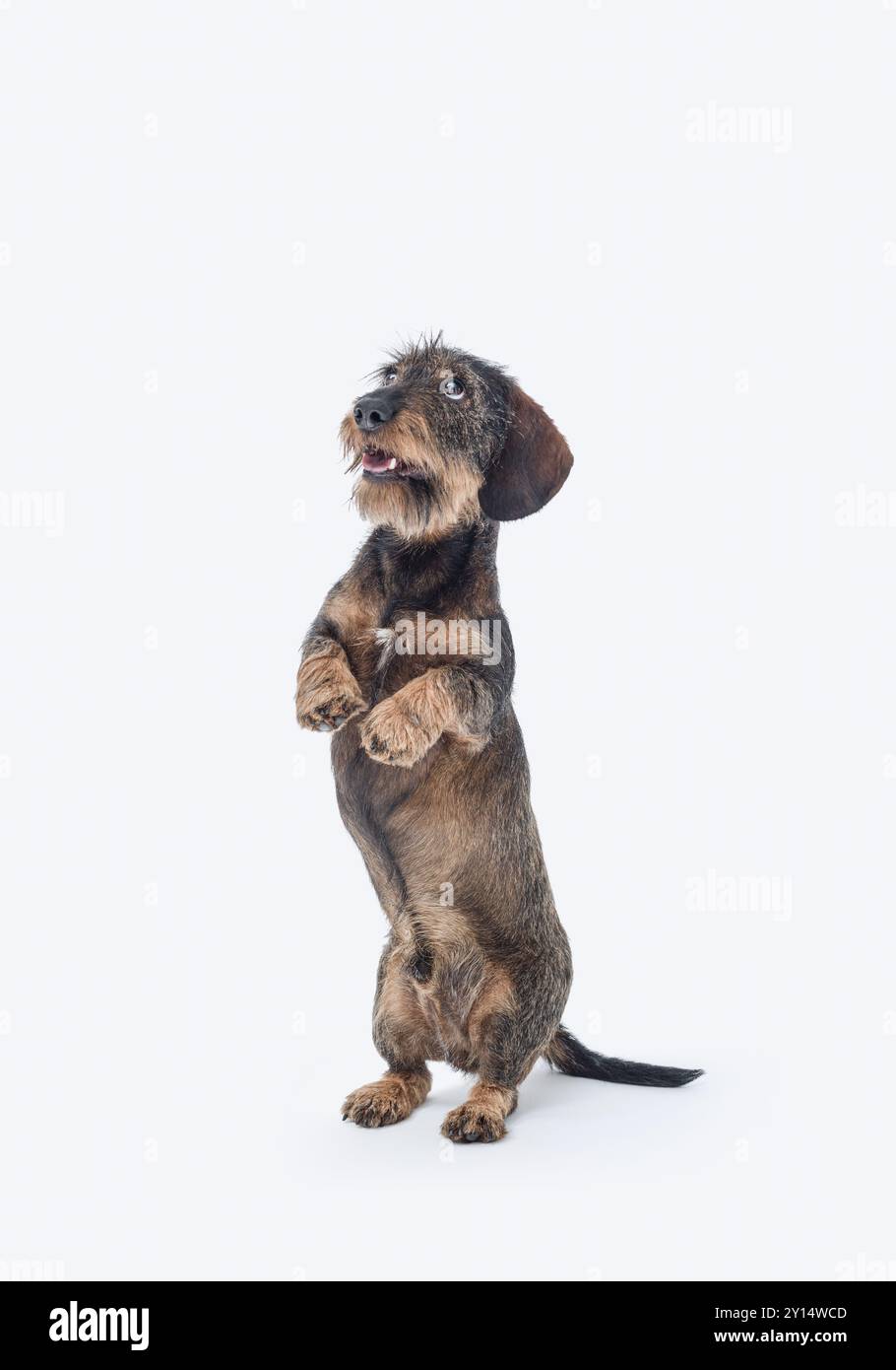 Portrait of a wire-haired Dachshund standing on his hind legs, dog ...