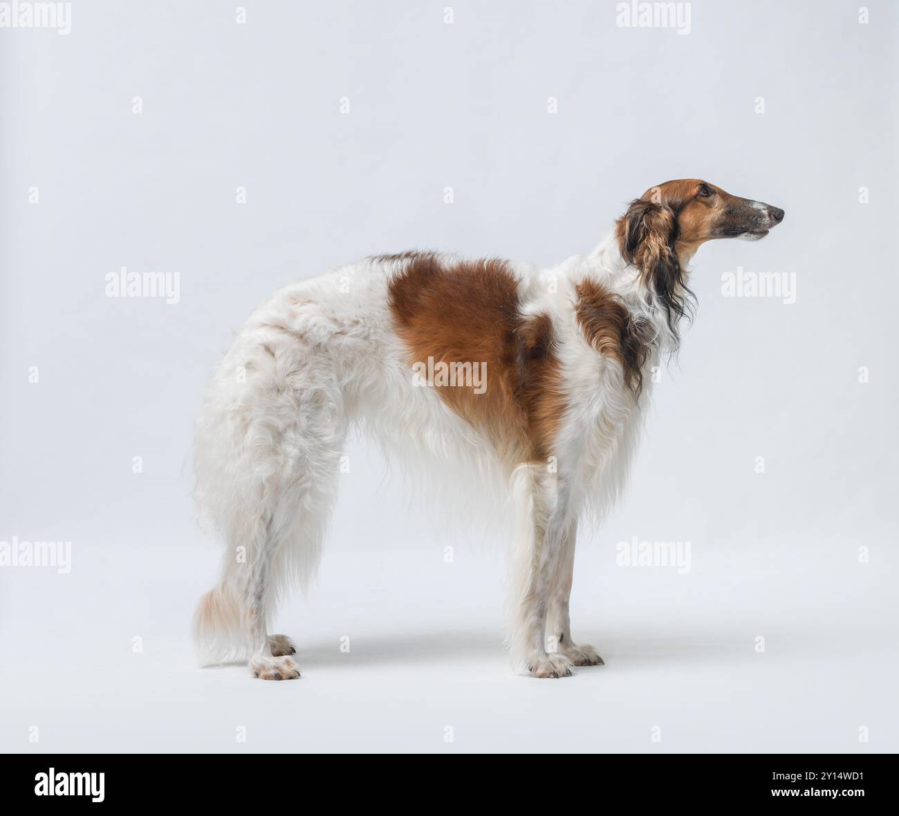 Portrait of a beautiful Russian Borzoi, side view, isolated on white ...