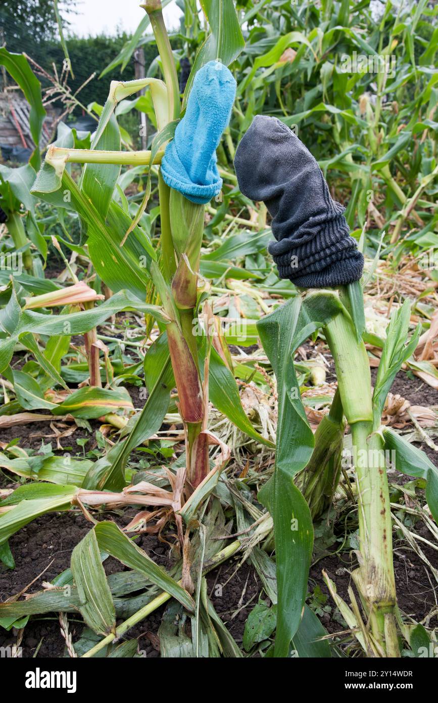Damage to sweet corn crop caused by vermin Stock Photo - Alamy
