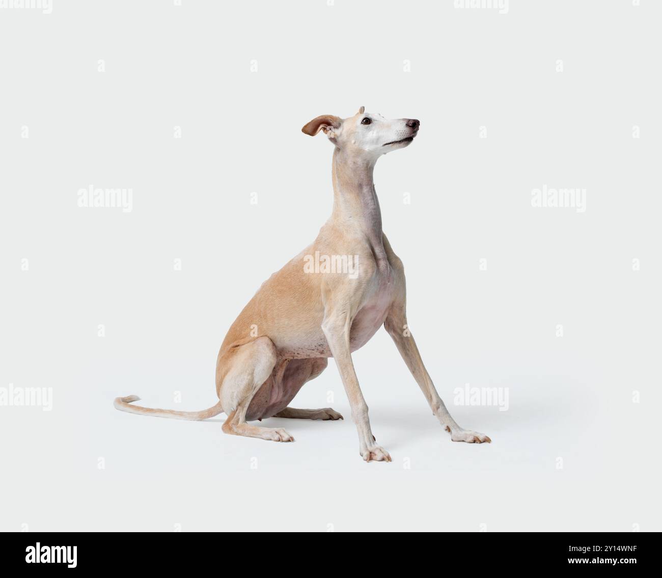 Portrait of a Galgo, Spanish Greyhound dog breed, isolated on white ...