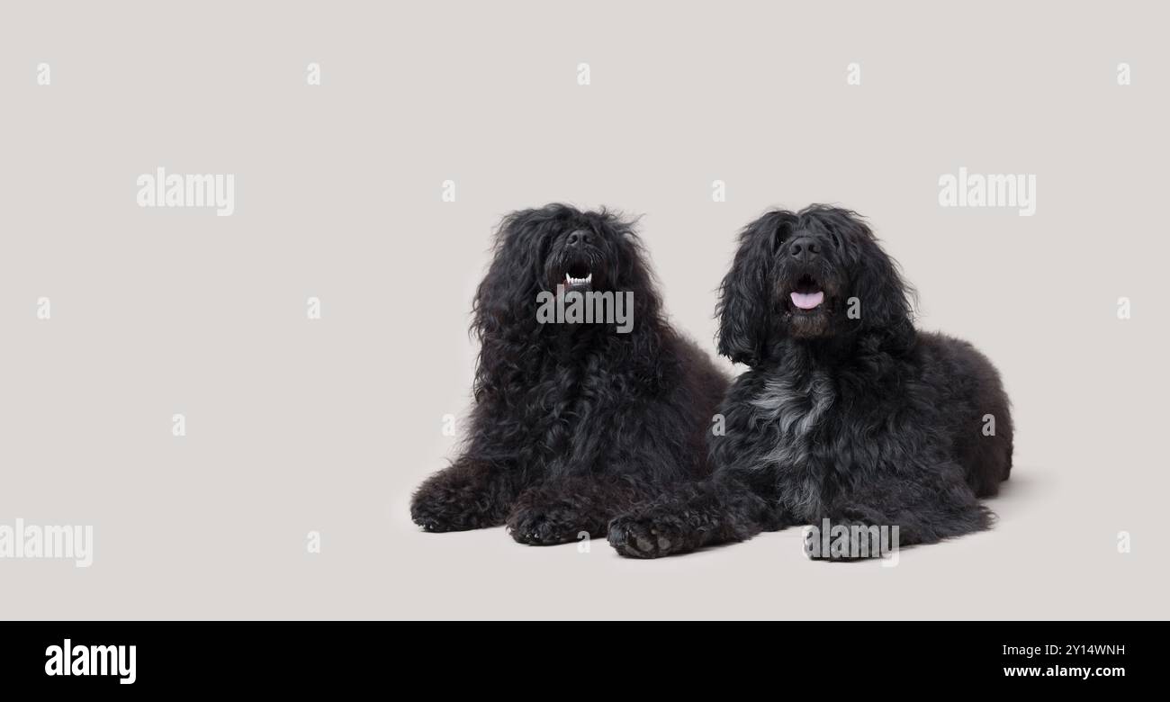 Cute Portuguese Water Dogs lying down and posing together, isolated on ...