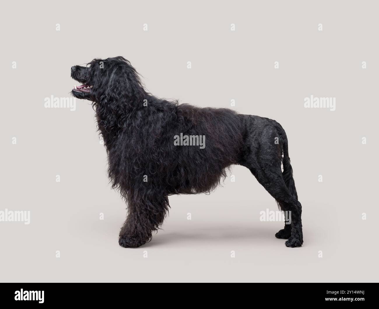 Portrait of a beautiful black Cao de Agua standing, profile view, dog ...