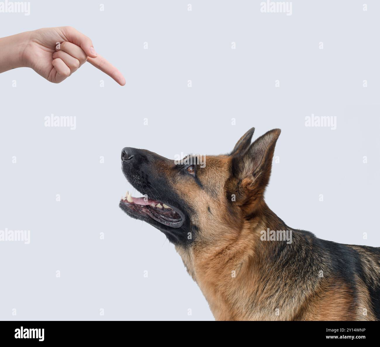 Angry pet owner scolding her naughty dog and pointing with her finger ...