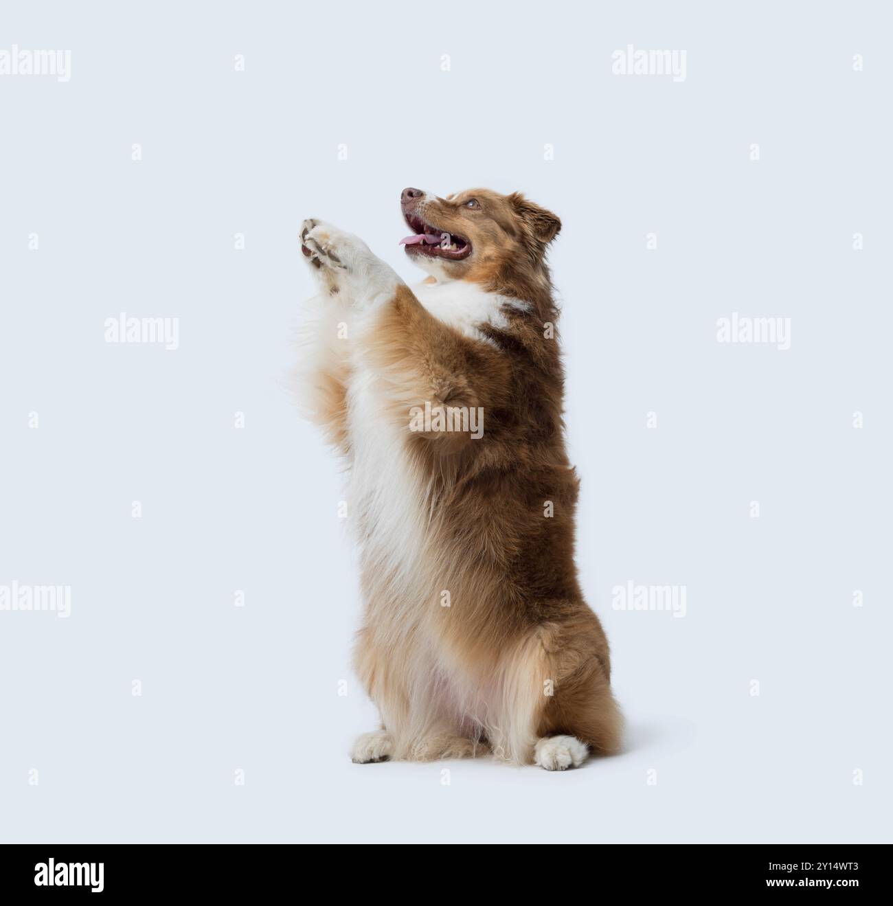 Cute dog standing on its hind legs and joining its paws Stock Photo - Alamy