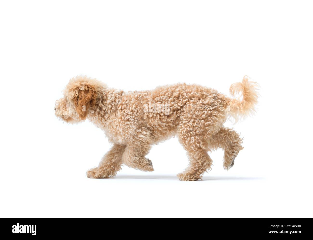 Cute curly dog walking, side view, Poodle dog breed, isolated on white ...