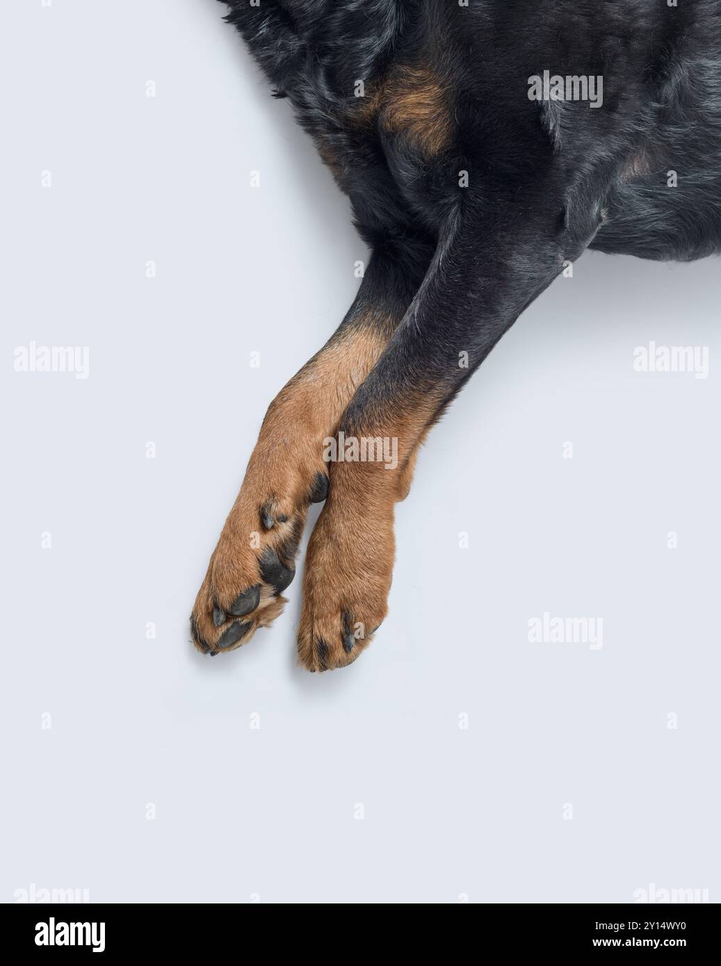 Close up rottweiler breed hi-res stock photography and images - Alamy