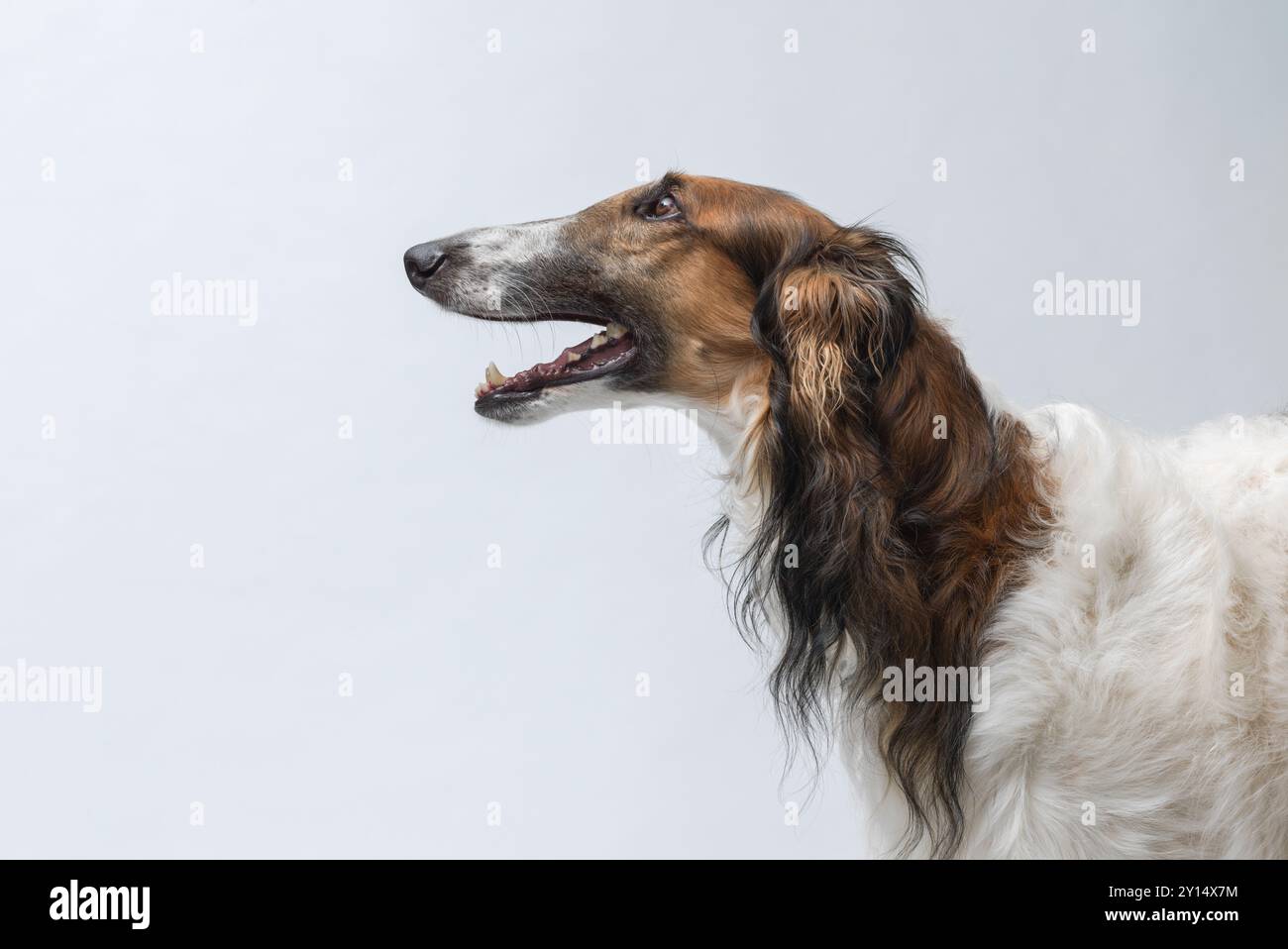Profile view of a beautiful healthy Borzoi dog with mouth open, blank ...