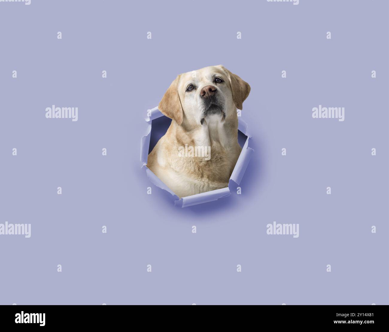 Funny dog coming out of a ripped paper hole, Labrador dog breed, copy ...