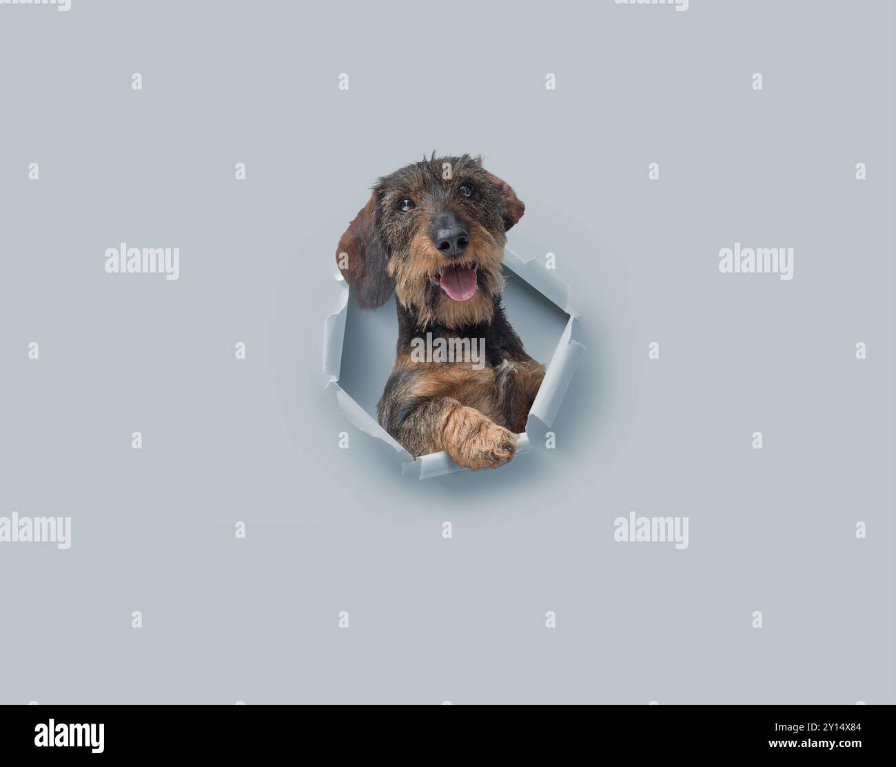 Happy dog coming out of a ripped paper hole, Dachshund dog breed, copy space Stock Photo - Alamy