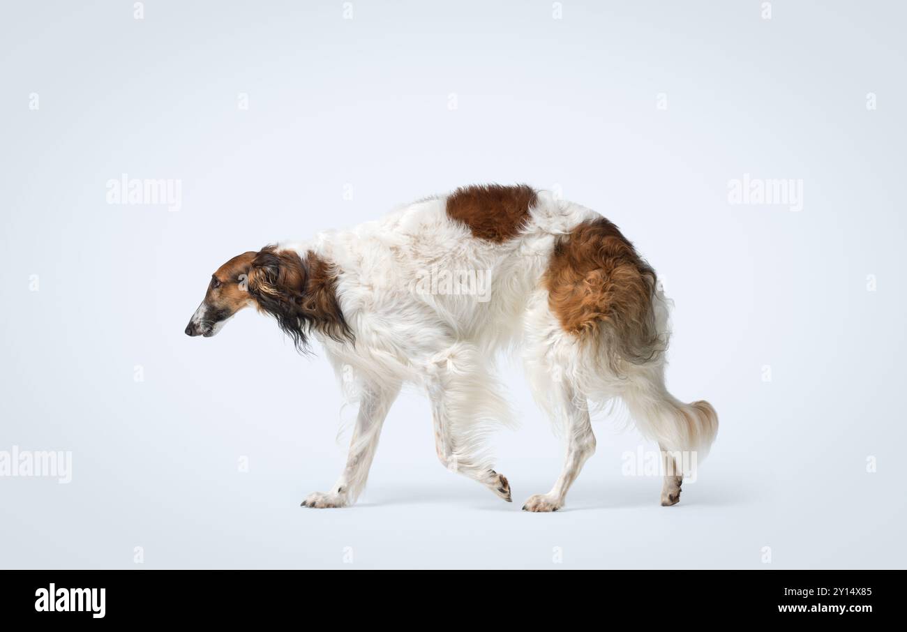 Portrait of a beautiful Borzoi, side view, isolated on white background ...