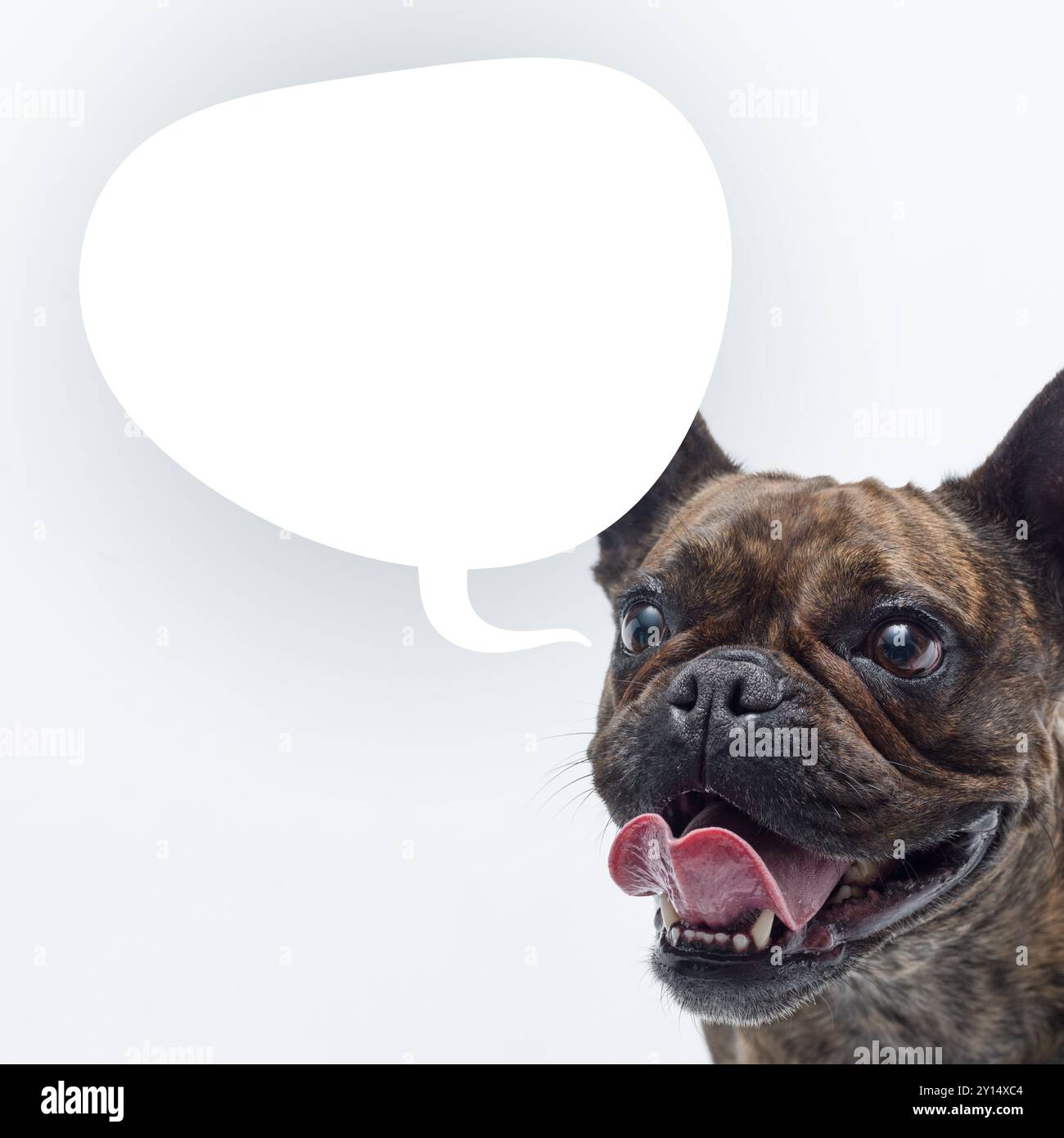 Funny dog talking and blank speech balloon, domestic animals talking ...