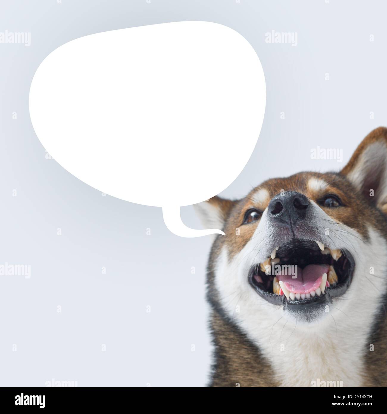 Cheerful dog talking and blank speech balloon, domestic animals ...
