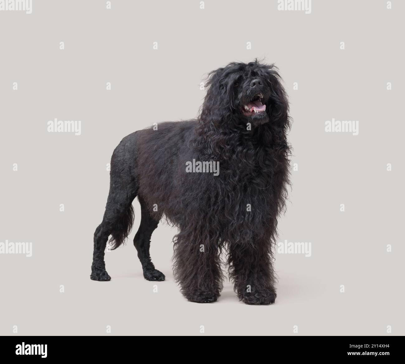 Confident black dog standing and looking at camera, Cao de Agua dog ...