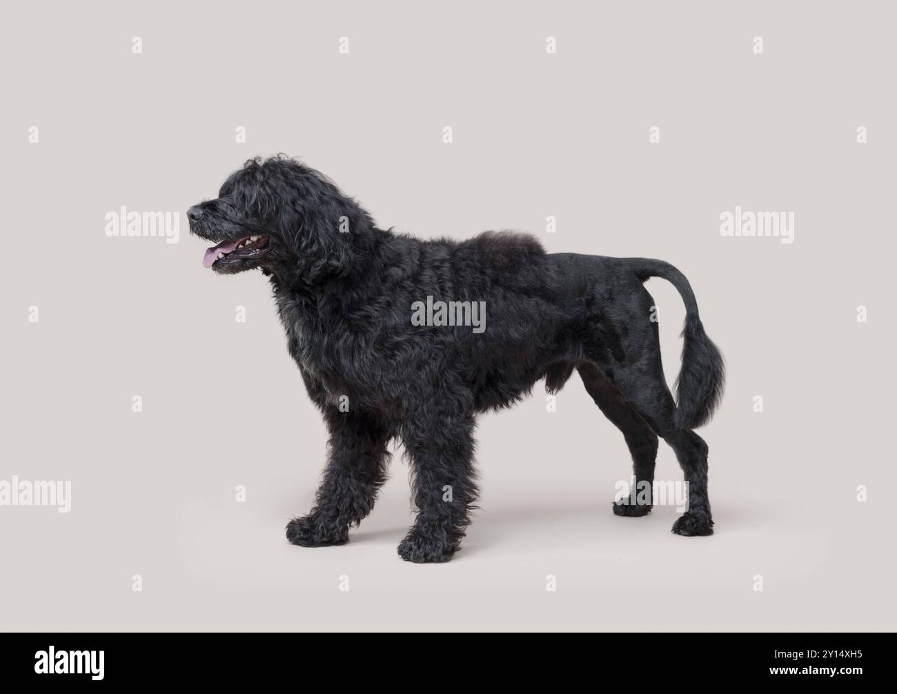 Portrait of a beautiful black Cao de Agua standing, profile view, dog ...