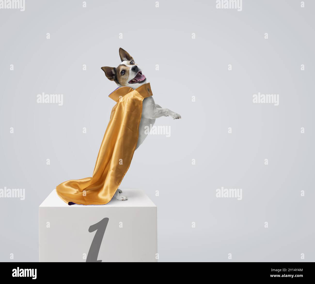 Happy beautiful winner dog wearing a cloak and standing on the podium ...