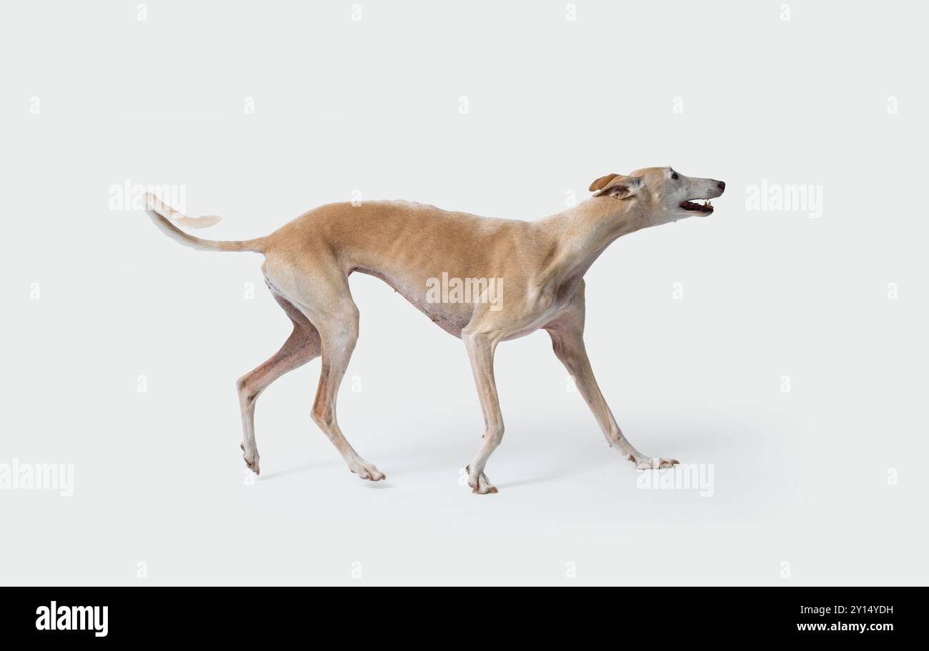 Portrait of a Galgo, Spanish Greyhound dog breed, isolated on white ...