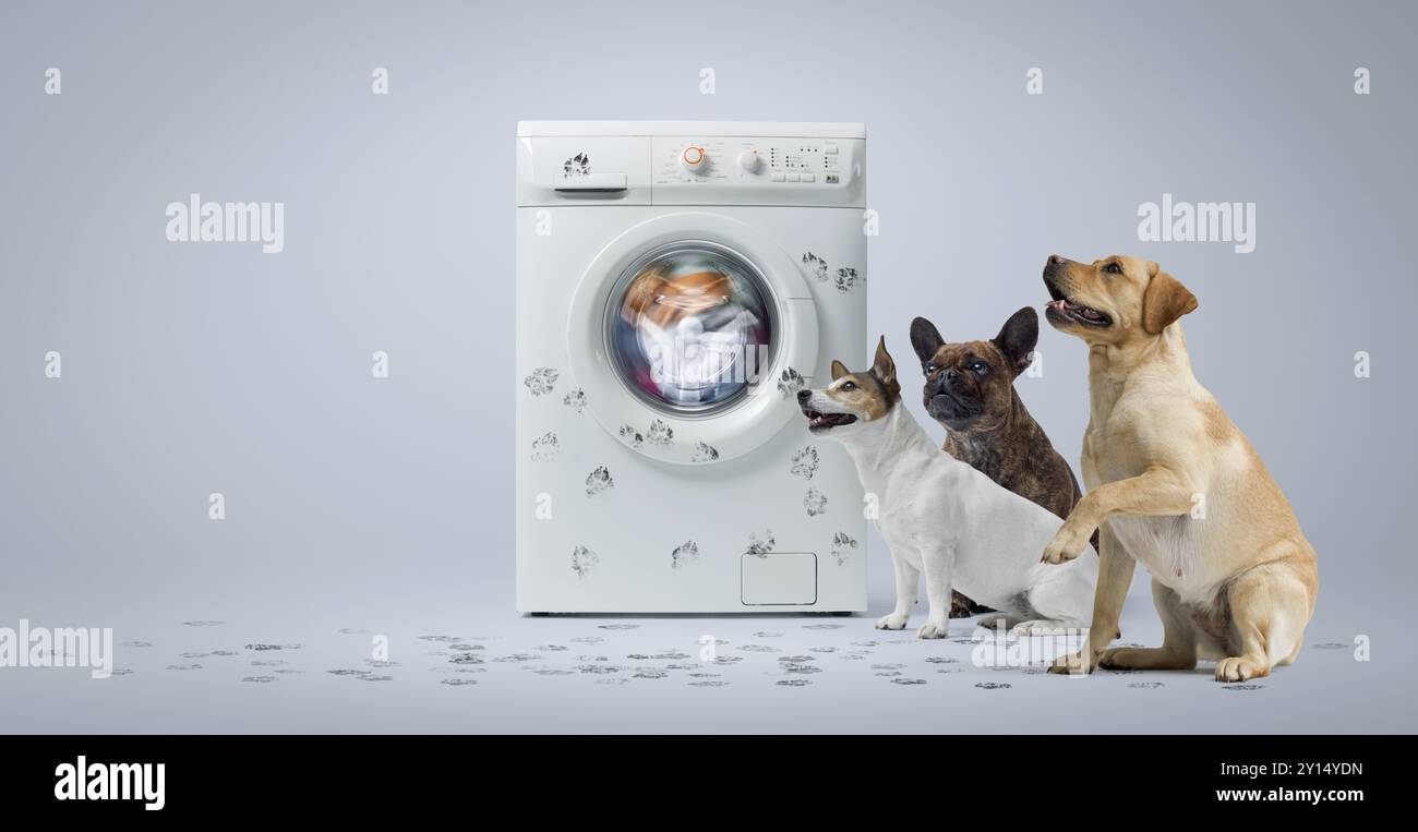 Washing dogs paw hi-res stock photography and images - Alamy