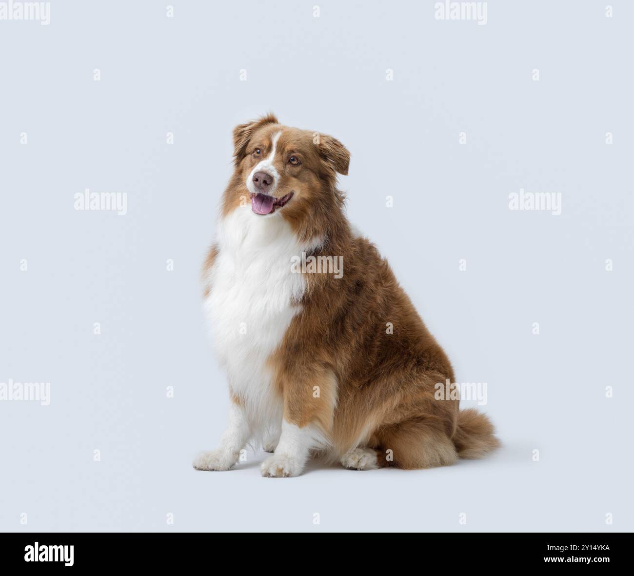 Cute happy Australian Sheperd sitting and posing on white background ...