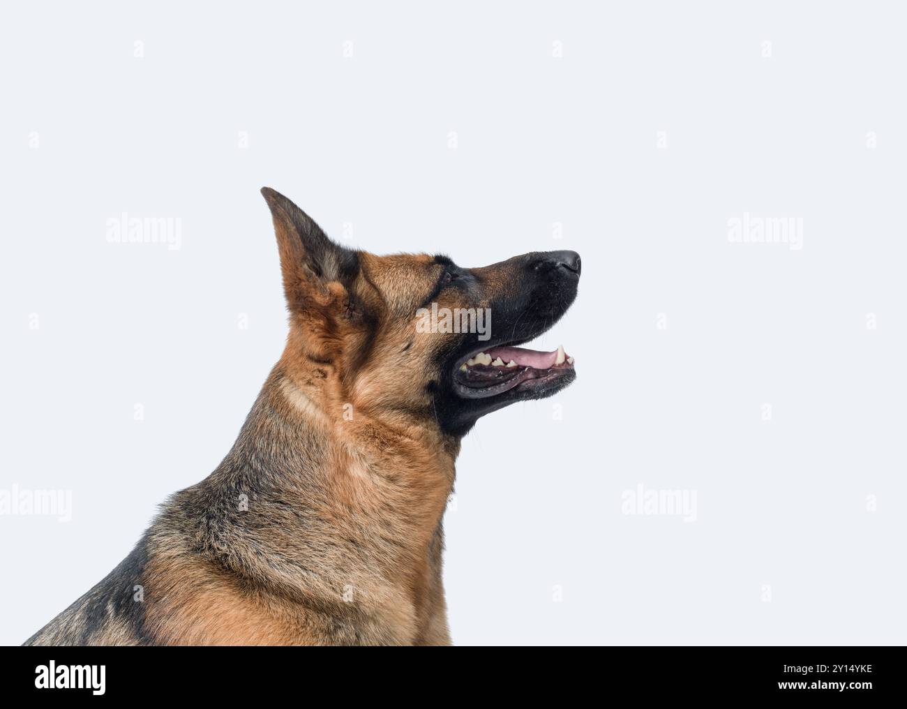 Portrait of a beautiful German Sheperd, profile view, isolated on white ...