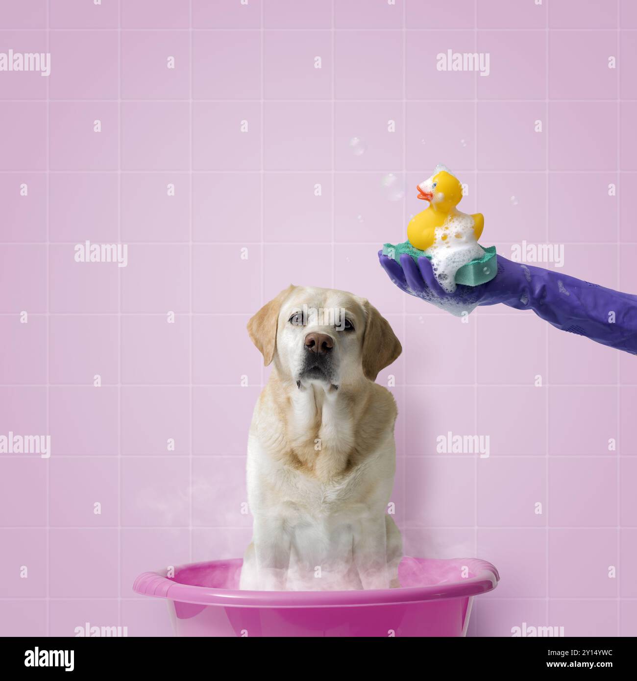 Cute Labrador bathing in a plastic basin, the pet owner is holding a ...