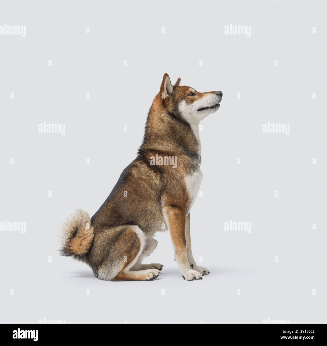 Portrait of a beautiful Shiba Inu sitting on white background, side ...